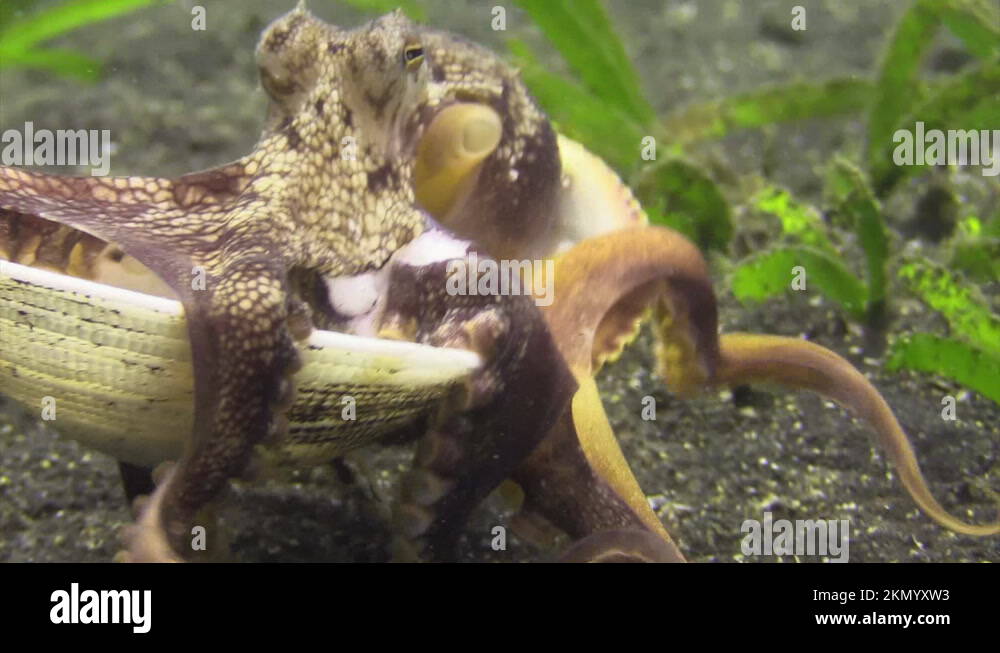coconut octopus carrying two mollusk shells using its tentacles, view ...