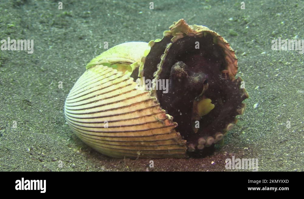 Marine mollusc shells Stock Videos & Footage - HD and 4K Video Clips ...