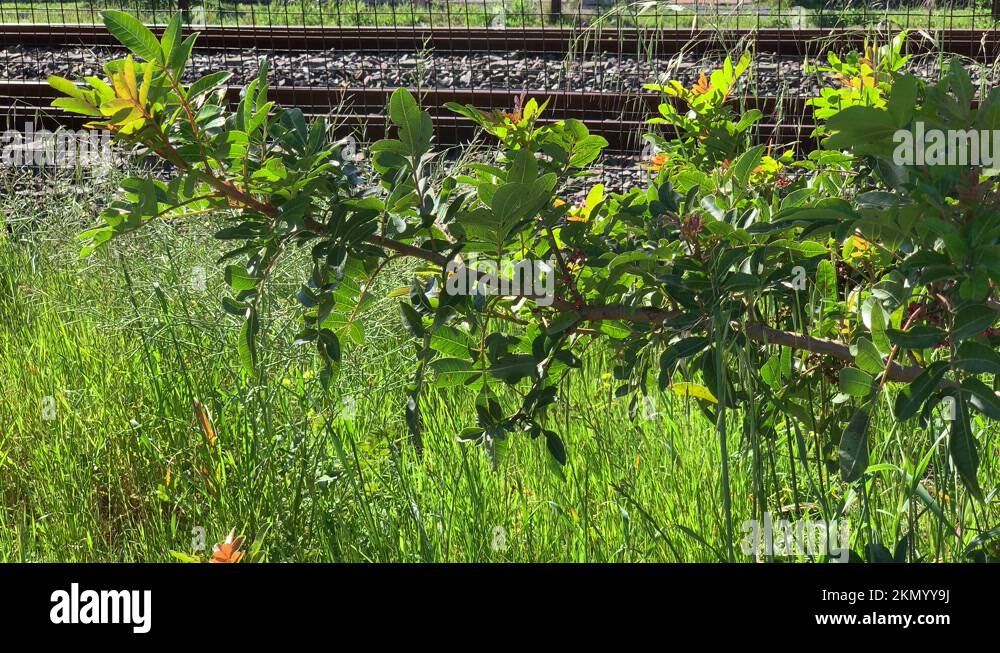 Branch line railway Stock Videos & Footage - HD and 4K Video Clips - Alamy