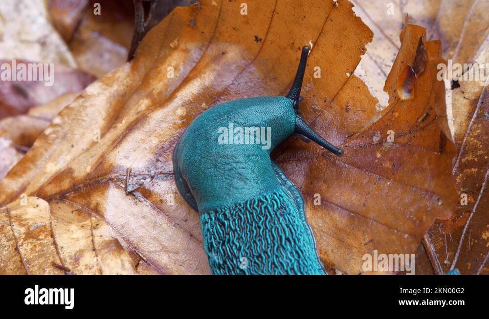 Rare beautiful blue slug on yellow leaves, shell-less terrestrial ...