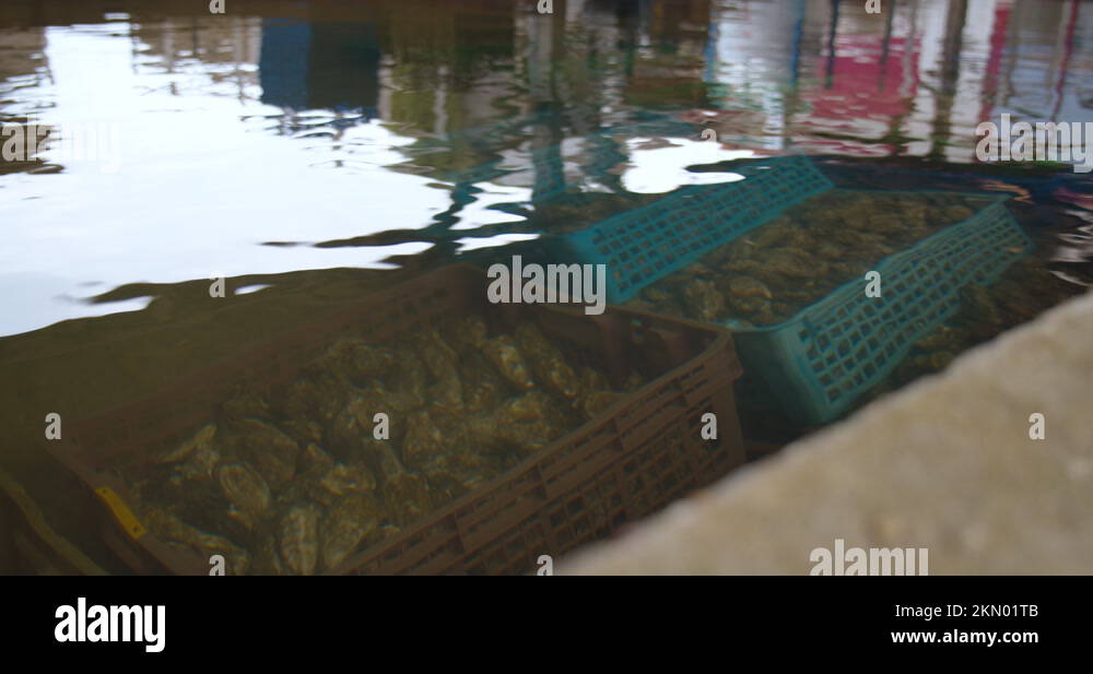 Oyster tank Stock Videos & Footage - HD and 4K Video Clips - Alamy