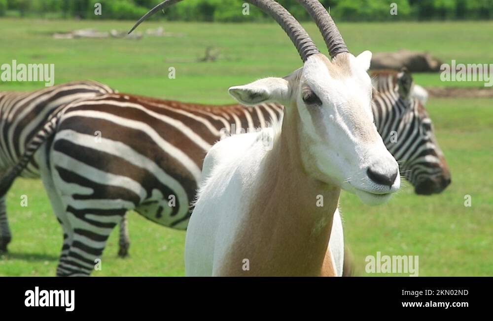 Oryx face Stock Videos & Footage - HD and 4K Video Clips - Alamy