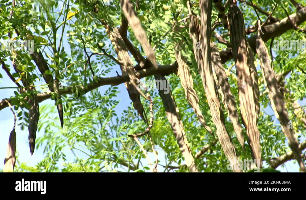 Moringa tree Stock Videos & Footage - HD and 4K Video Clips - Alamy