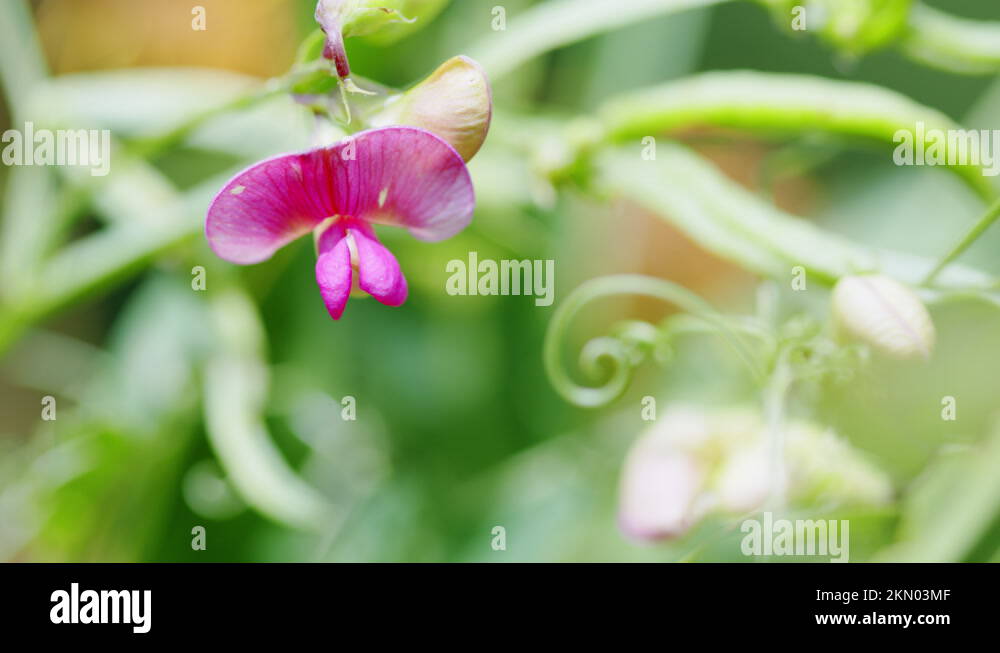 Tuberous pea, aardaker. Native in moist temperate parts of europe and ...