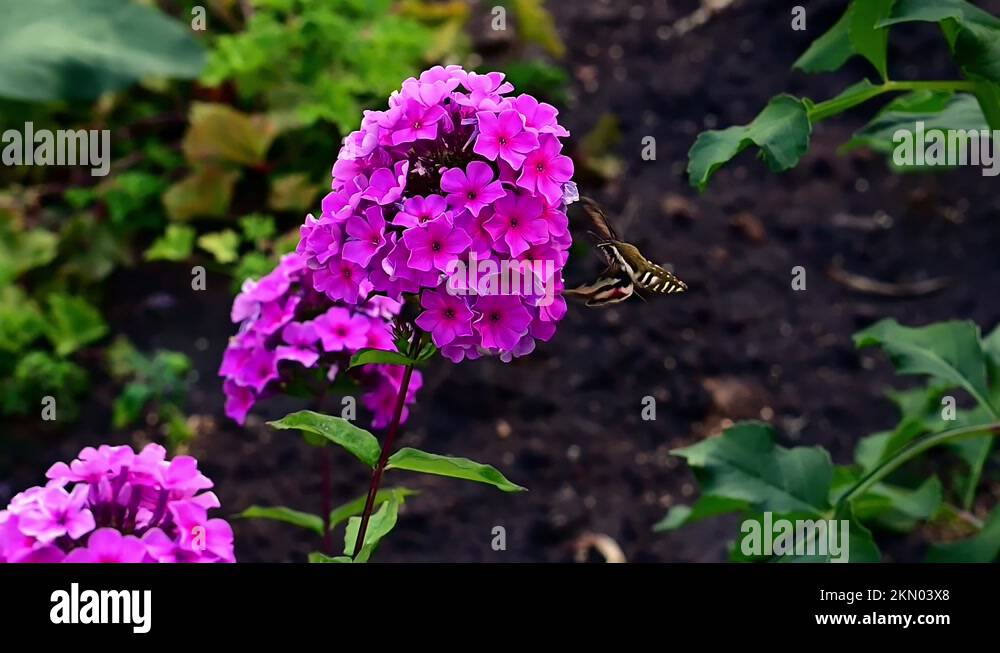 Violet insect Stock Videos & Footage - HD and 4K Video Clips - Alamy
