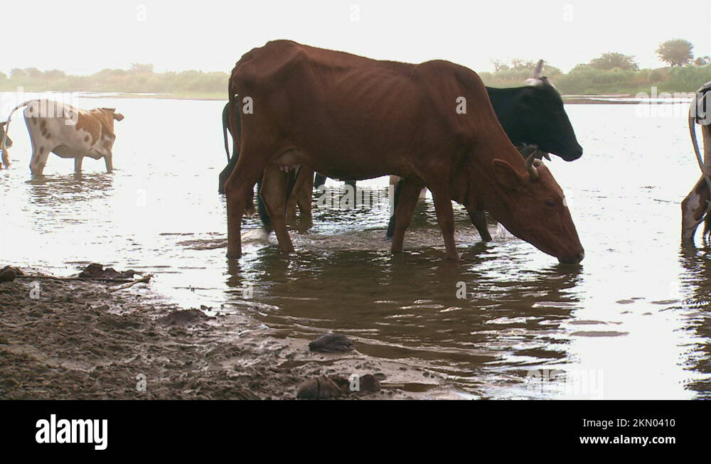 Animal drinking from river Stock Videos & Footage - HD and 4K Video ...