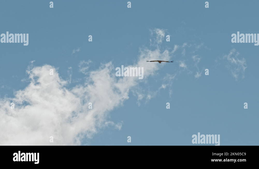 Huge Himalayan vulture soar high in air, bird fly in blue sky with ...