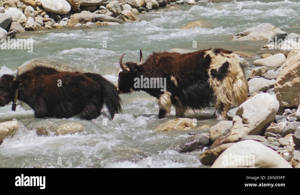 Two yaks at mountain river wade, yak slide over wet stone, Nepal Stock ...
