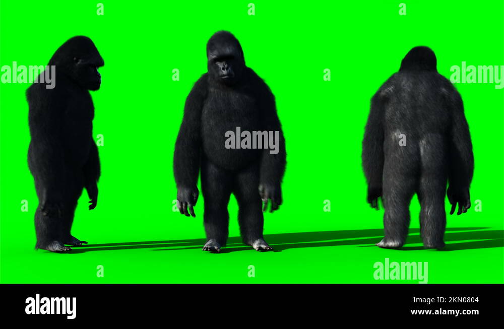 Fun dancing gorilla. Realistic fur. Green screen animation Stock Video ...