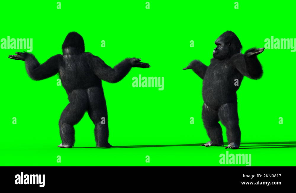 Gorilla dance Stock Videos & Footage - HD and 4K Video Clips - Alamy