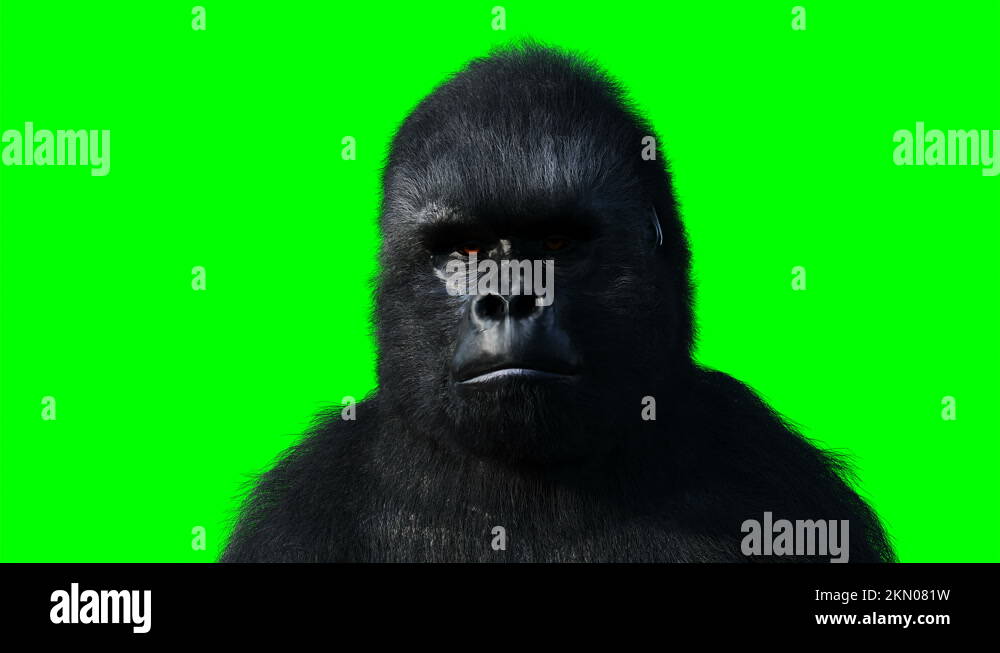 Monkey speaking Stock Videos & Footage - HD and 4K Video Clips - Alamy