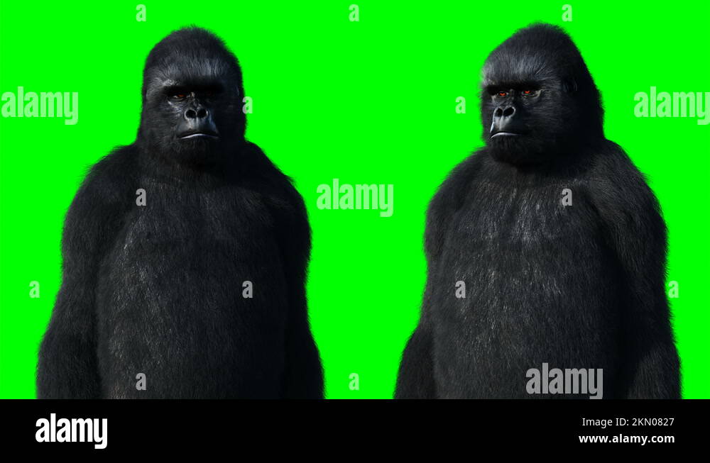 speaking gorilla. Realistic fur. Green screen animation Stock Video ...