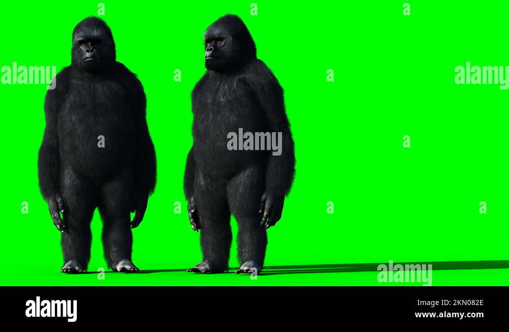 speaking gorilla. Realistic fur. Green screen animation Stock Video ...