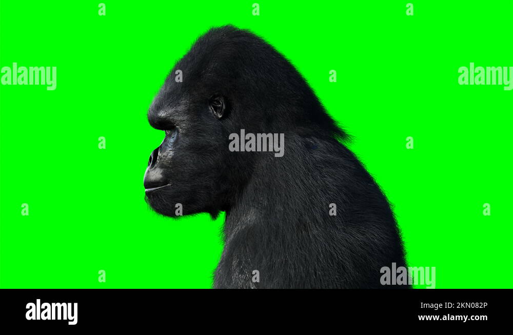 Funny gorilla. Realistic fur. Green screen animation Stock Video ...