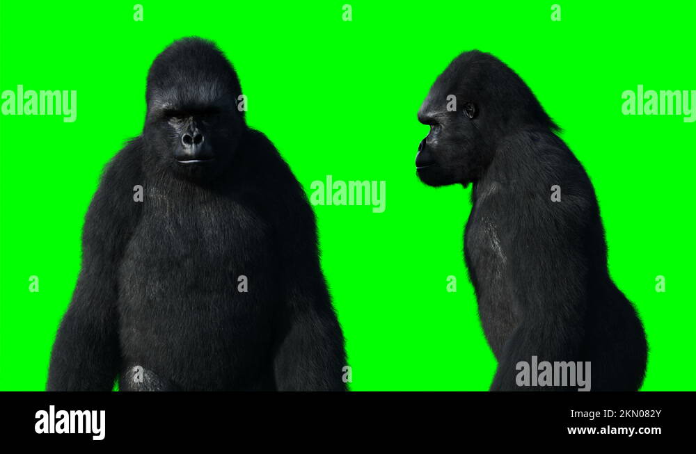 Funny gorilla. Realistic fur. Green screen animation Stock Video ...