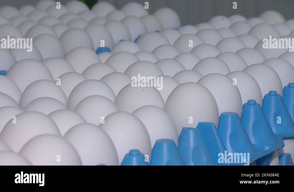 Canadian eggs Stock Videos & Footage - HD and 4K Video Clips - Alamy