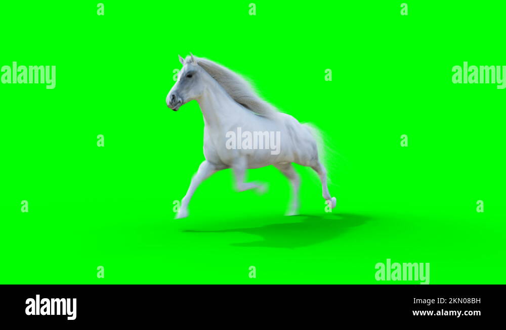 Runing white horse. Green screen realistic animation Stock Video ...