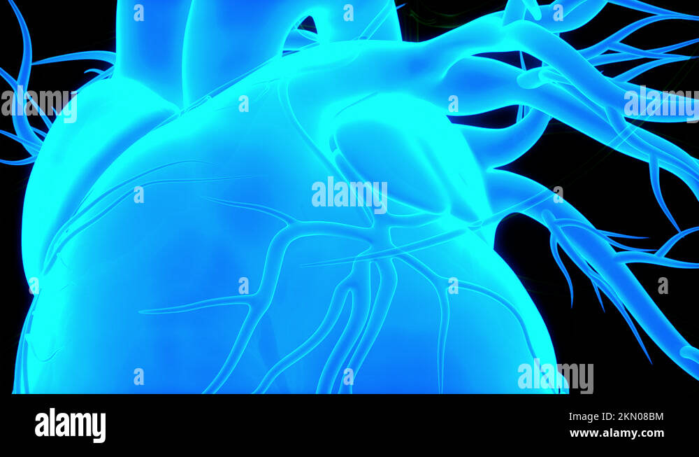 Human Circulatory System Heart Beat Anatomy Animation Concept Stock ...