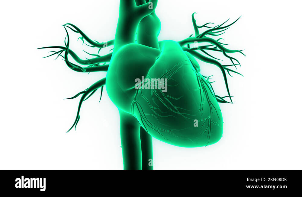 Human Circulatory System Heart Beat Anatomy Animation Concept Stock ...