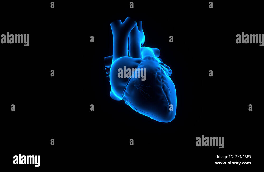 Human Circulatory System Heart Beat Anatomy Animation Concept Stock ...