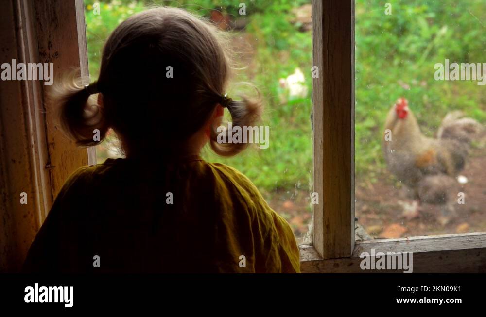 Back view of a little girl watching a rooster from the window of an old ...
