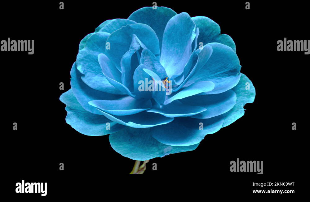Bright blue color on flower Stock Videos & Footage - HD and 4K Video ...