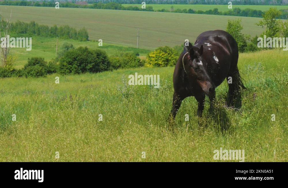 Russian insects Stock Videos & Footage - HD and 4K Video Clips - Alamy