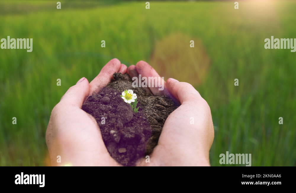 Flower grows from human hands on on blurred green field background ...