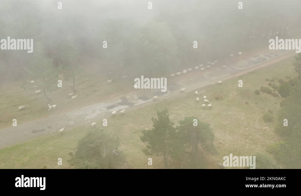 Farm animals on road Stock Videos & Footage - HD and 4K Video Clips - Alamy