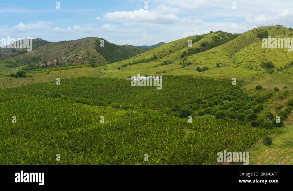 Banana plantation aerial view of Barahona Dominican Republic Stock ...