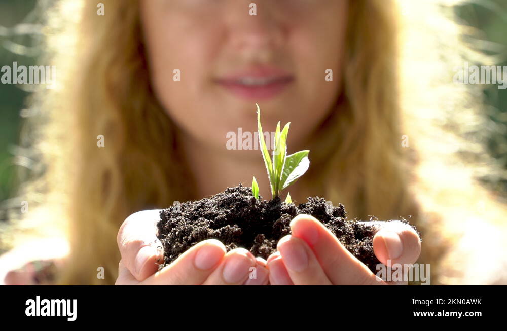 Tree sprout growing from human hands on the forest background Stock ...