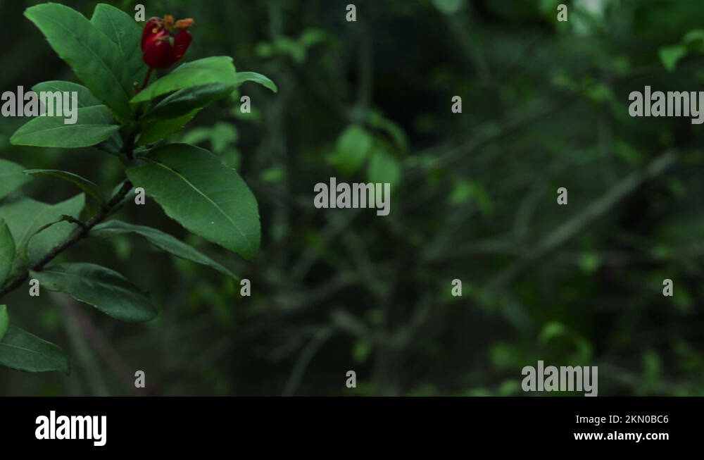 Mickey mouse tree Stock Videos & Footage - HD and 4K Video Clips - Alamy