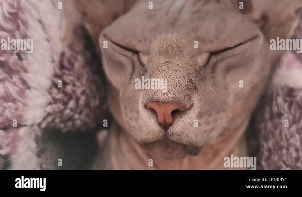 Hairless cats Stock Videos & Footage - HD and 4K Video Clips - Alamy