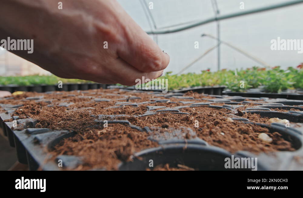 Planting in pots Stock Videos & Footage - HD and 4K Video Clips - Alamy