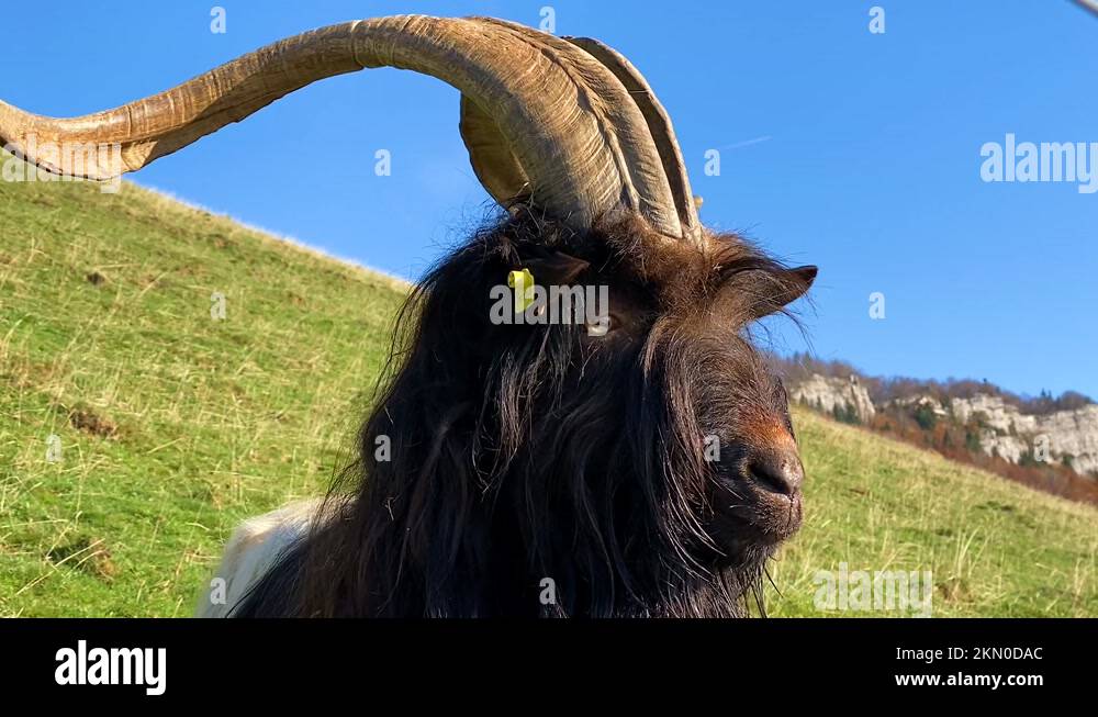 A swiss mountain goat Stock Videos & Footage - HD and 4K Video Clips ...