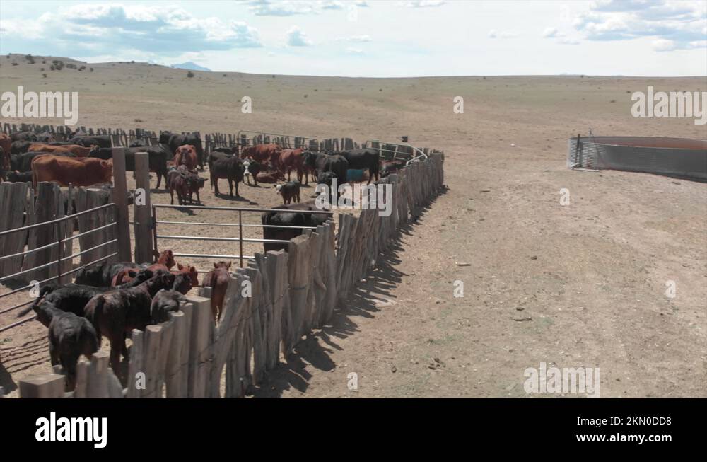 Cow at desert Stock Videos & Footage - HD and 4K Video Clips - Alamy