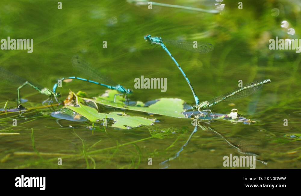 Mating while flying Stock Videos & Footage - HD and 4K Video Clips - Alamy