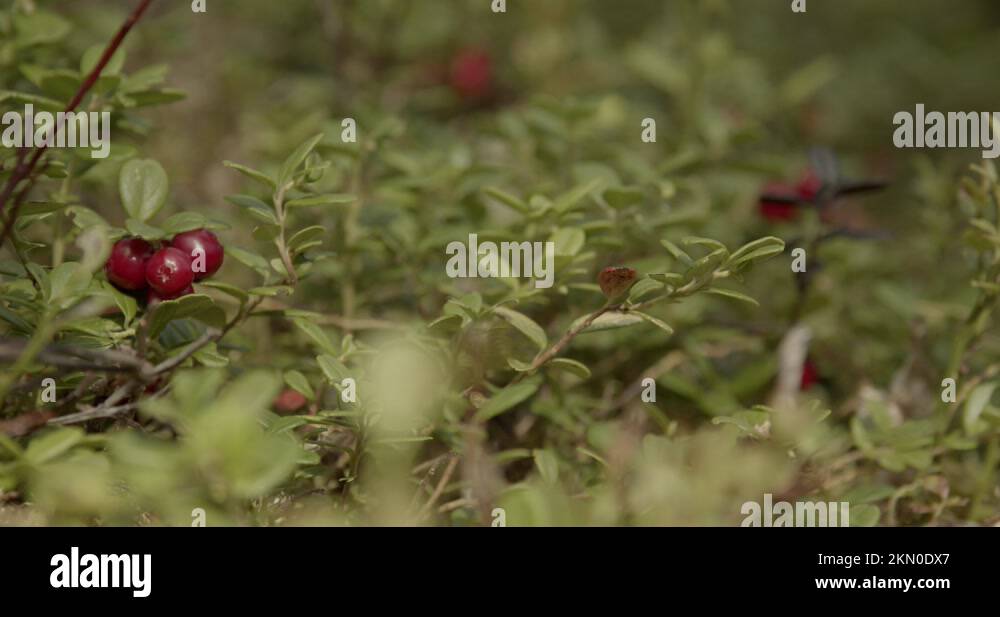 Cranberries in nature Stock Videos & Footage - HD and 4K Video Clips ...