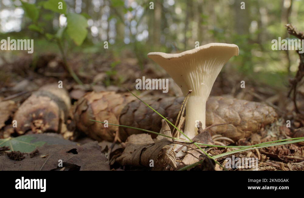 Common_funnel Stock Videos & Footage - HD and 4K Video Clips - Alamy