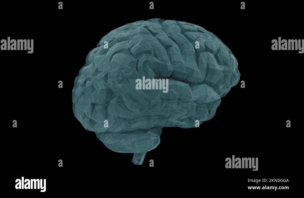 A frame model of the human brain 4k Stock Video Footage - Alamy