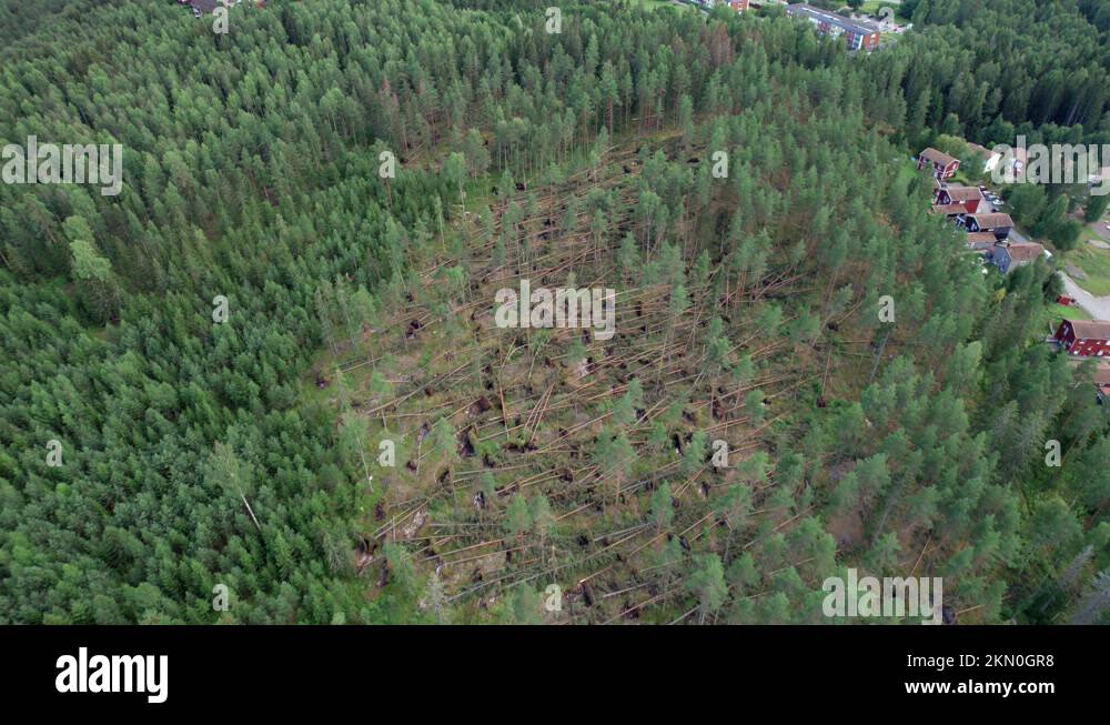 Hazard fallen trees Stock Videos & Footage - HD and 4K Video Clips - Alamy