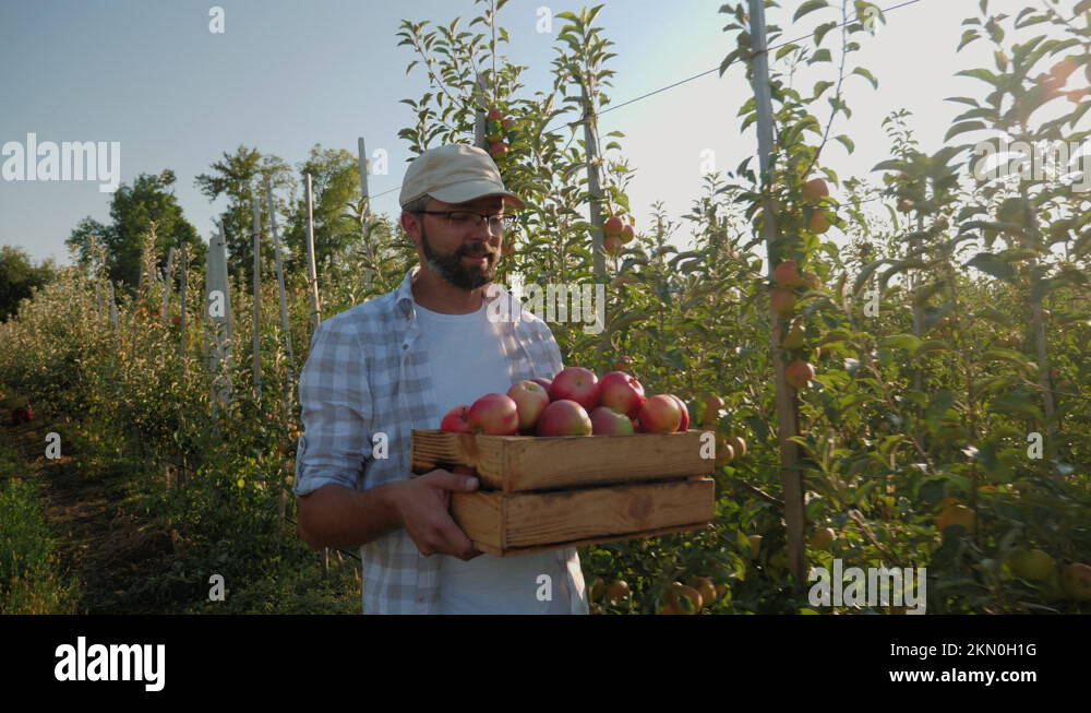 The guy carries a full crate of apples through the rows of apple trees ...