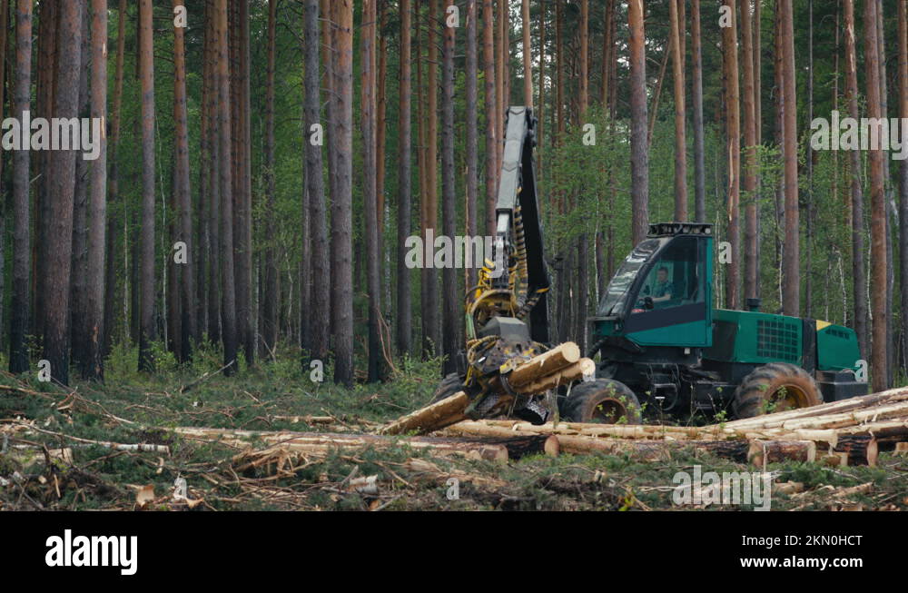 Pine wood material Stock Videos & Footage - HD and 4K Video Clips - Alamy