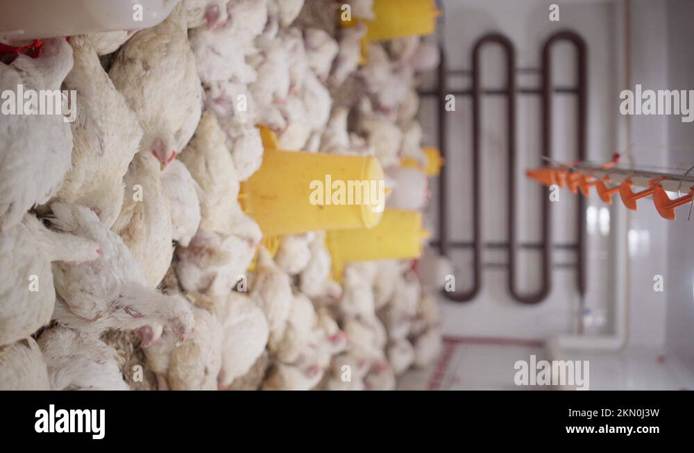 Large group chickens Stock Videos & Footage - HD and 4K Video Clips - Alamy