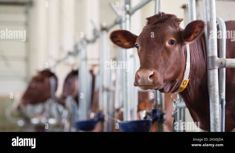 Sad cow eyes Stock Videos & Footage - HD and 4K Video Clips - Alamy