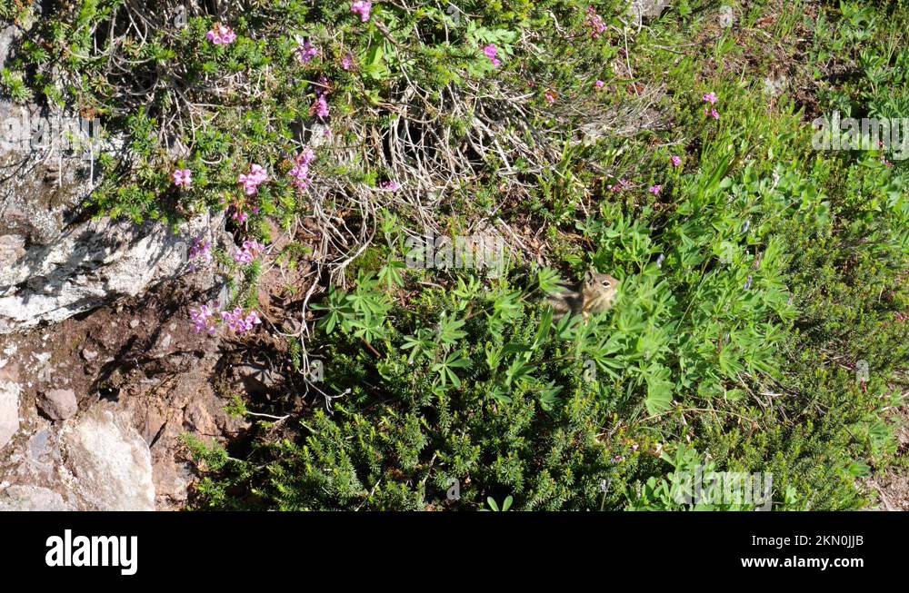 Alpine mouse Stock Videos & Footage - HD and 4K Video Clips - Alamy