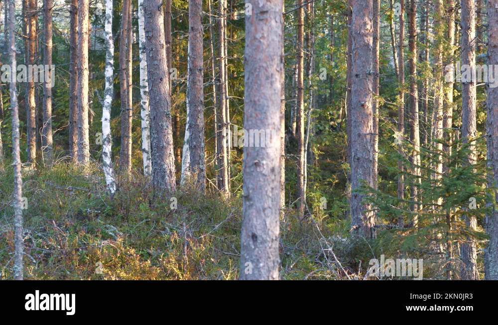 Tree trunk conifer forest Stock Videos & Footage - HD and 4K Video ...