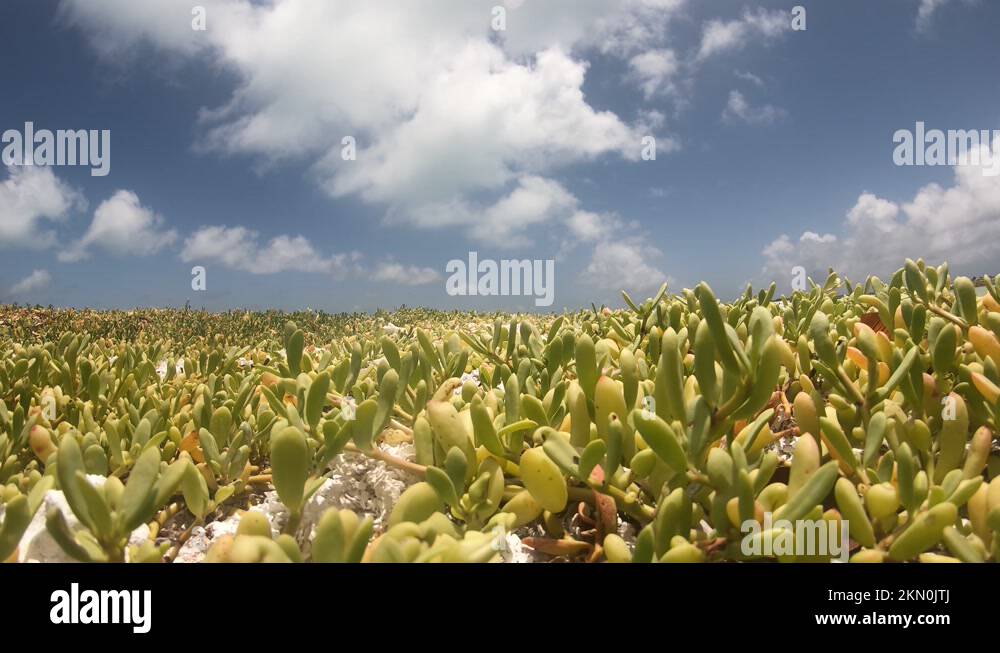 Tropical plants venezuela Stock Videos & Footage - HD and 4K Video ...