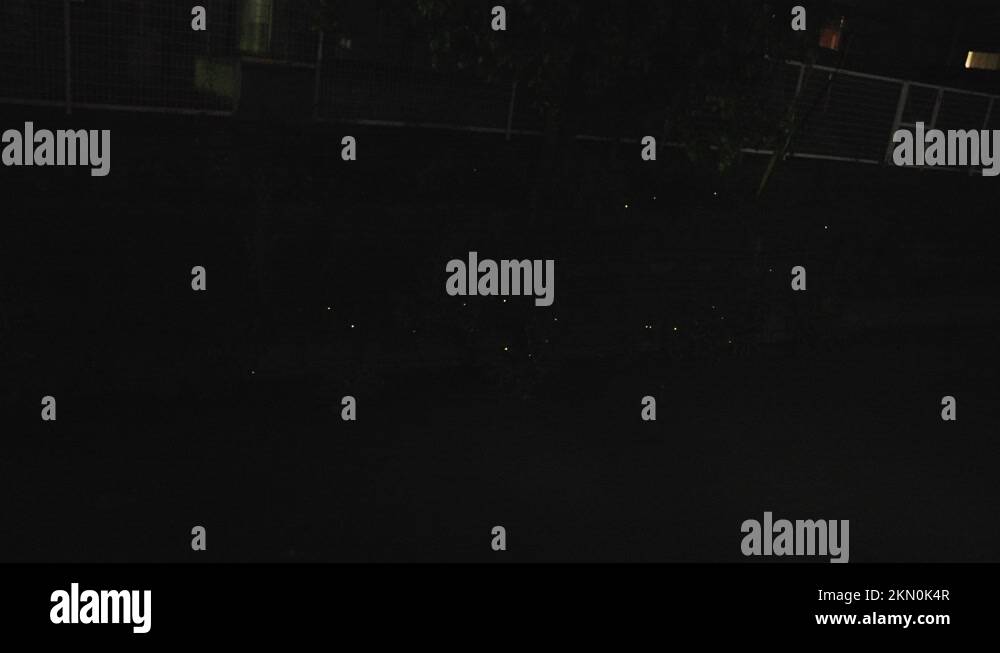 Fireflies glowing faintly in the night during Hotaru Matsuri, Moriyama ...