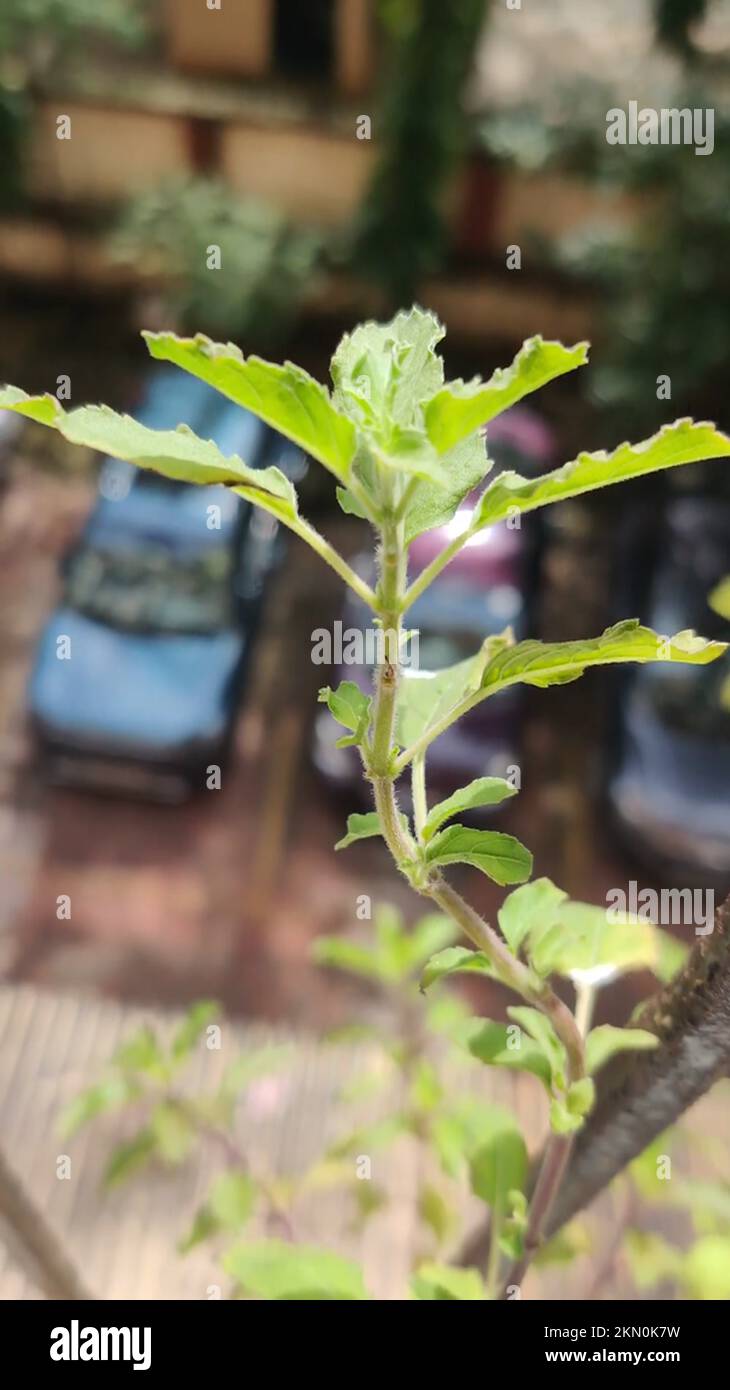 Tulsi plant Stock Videos & Footage - HD and 4K Video Clips - Alamy
